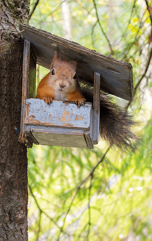 Squirrels Ate My Screens | McCann Window Northbrook Chicago IL